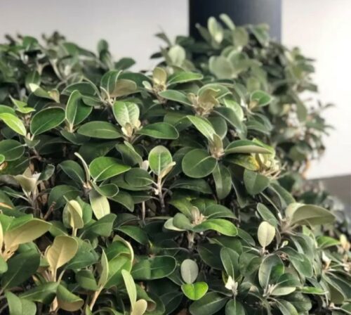Pachystegia Insignis - Springvale Garden Centre