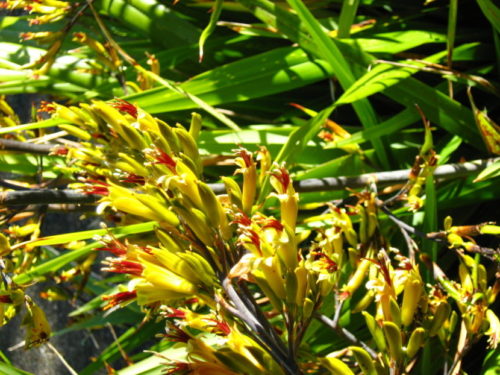 Phormium Green Dwarf - Springvale Garden Centre