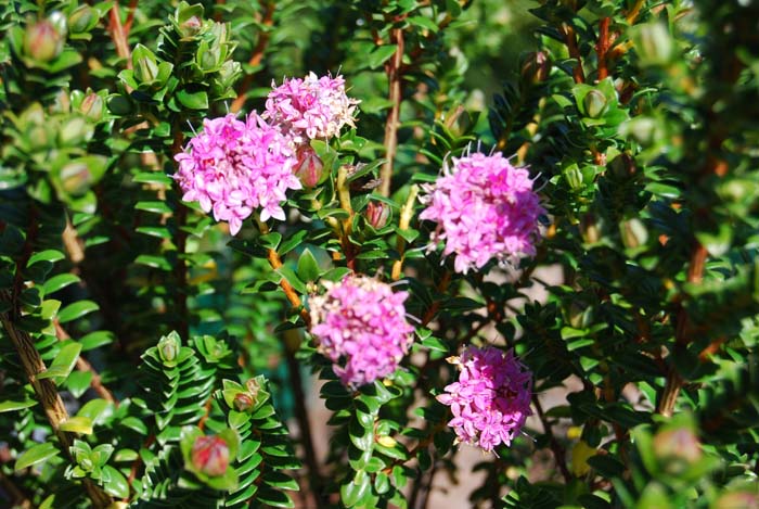 Pimelea Bon Petite 2.5L - Springvale Garden Centre