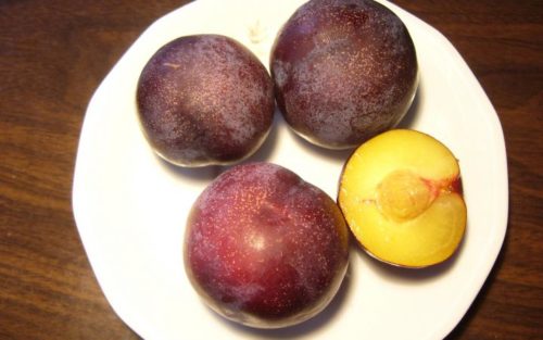 Plumcot - Springvale Garden Centre