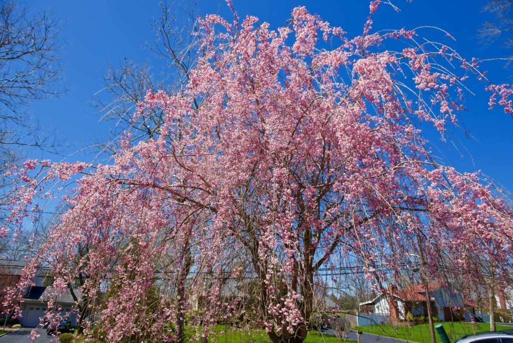 Prunus 'Pendula Rosea' 1.2m - Springvale Garden Centre