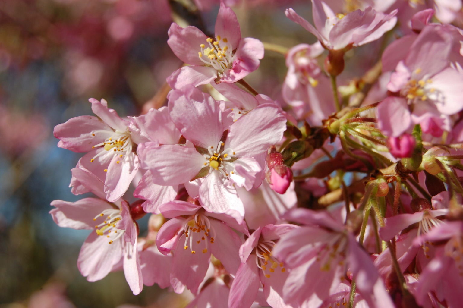 Prunus sub. 'Pendula Rosea' 1.85m - Springvale Garden Centre
