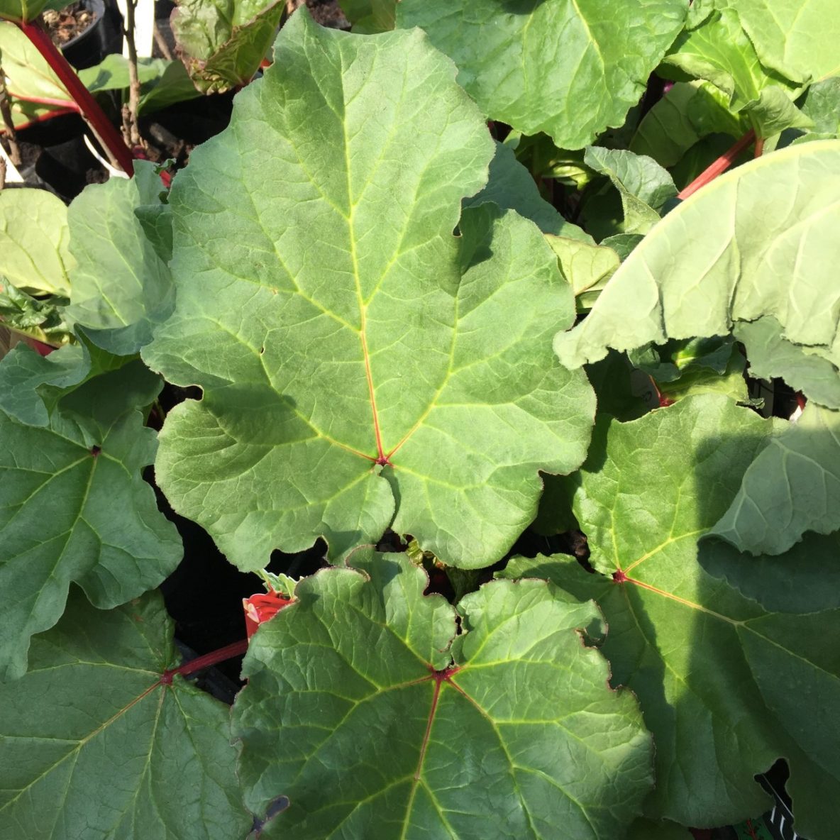 Rhubarb Crimson Crumble - Springvale Garden Centre