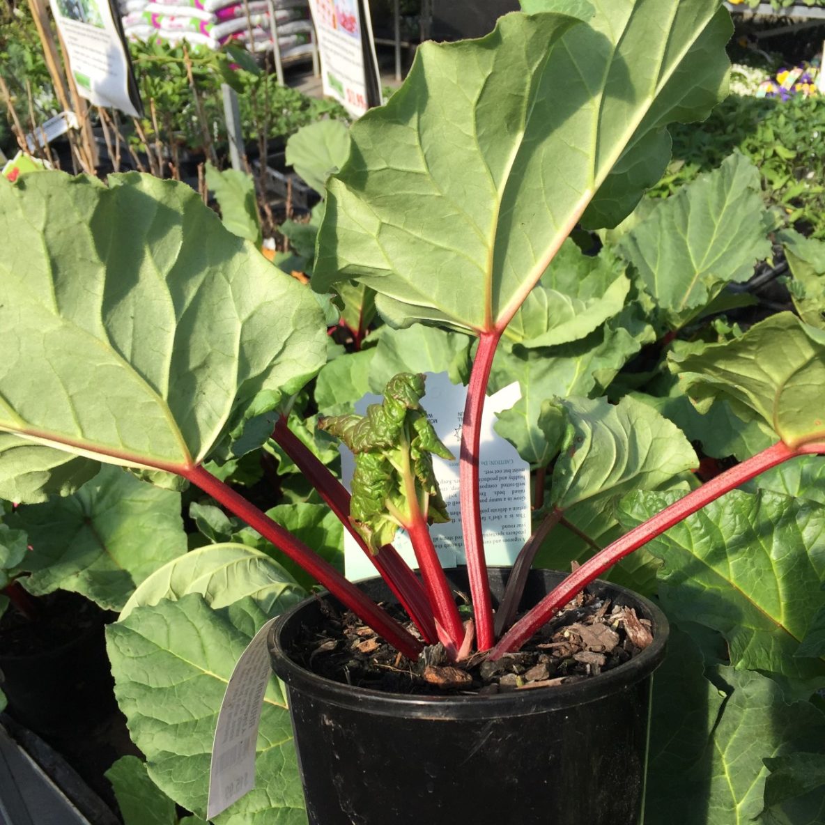 Rhubarb Crimson Crumble - Springvale Garden Centre