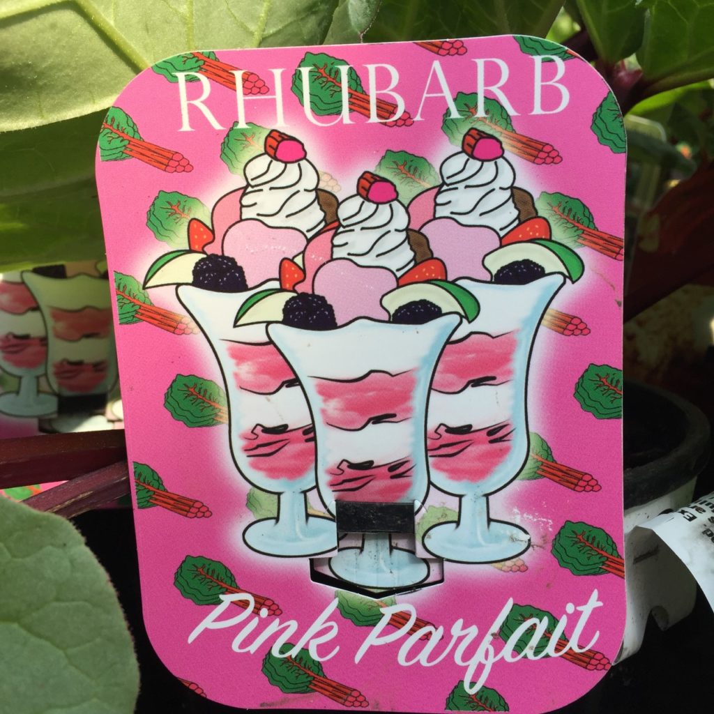 Rhubarb Pink Parfait - Springvale Garden Centre