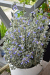 Teucrium fruticans - Springvale Garden Centre