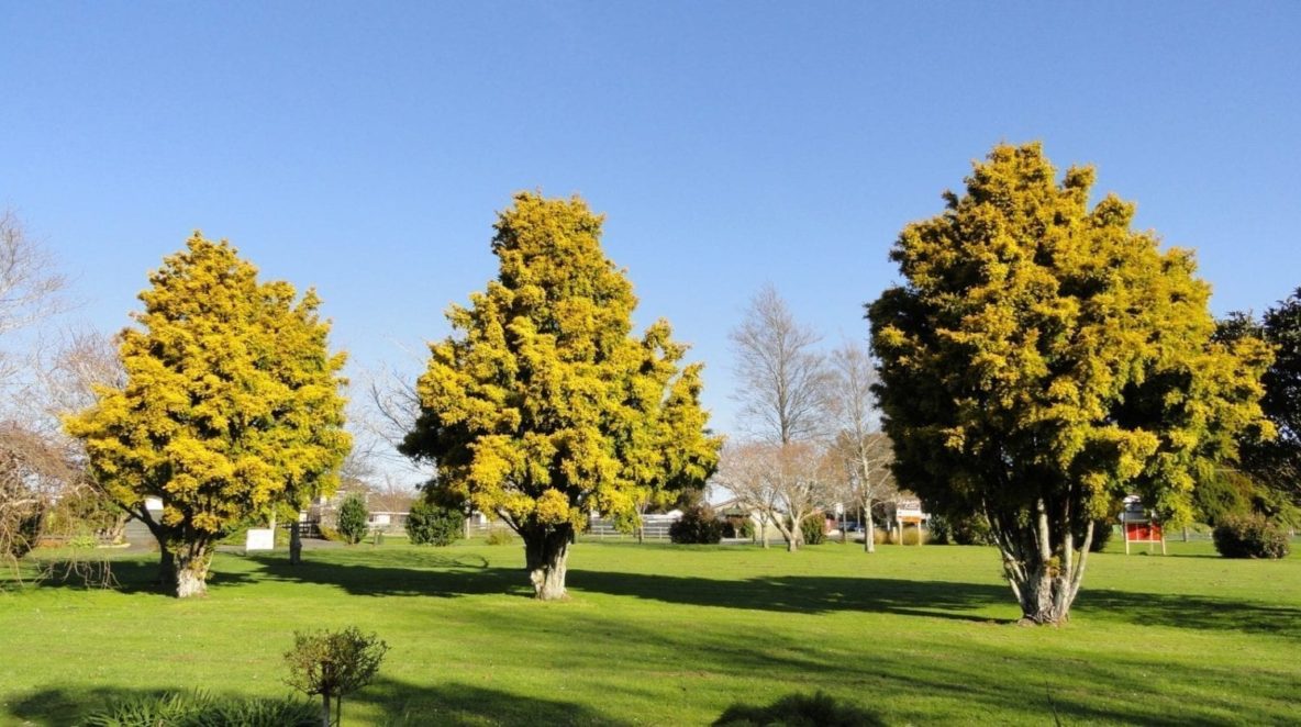 Podocarpus Totara Aurea - Springvale Garden Centre