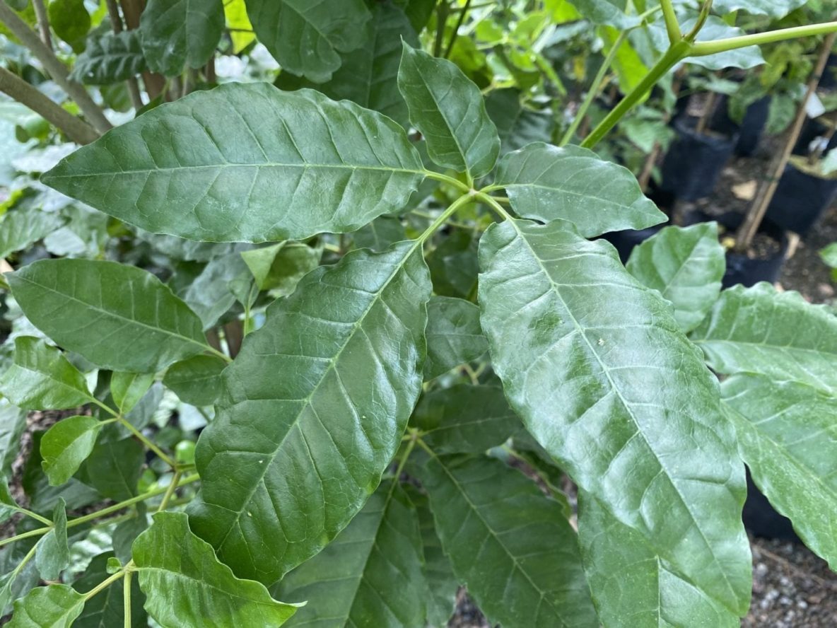 Vitex Lucens 4L - Springvale Garden Centre