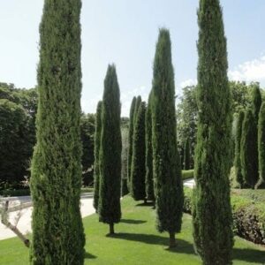 Cupressus Totem - Springvale Garden Centre