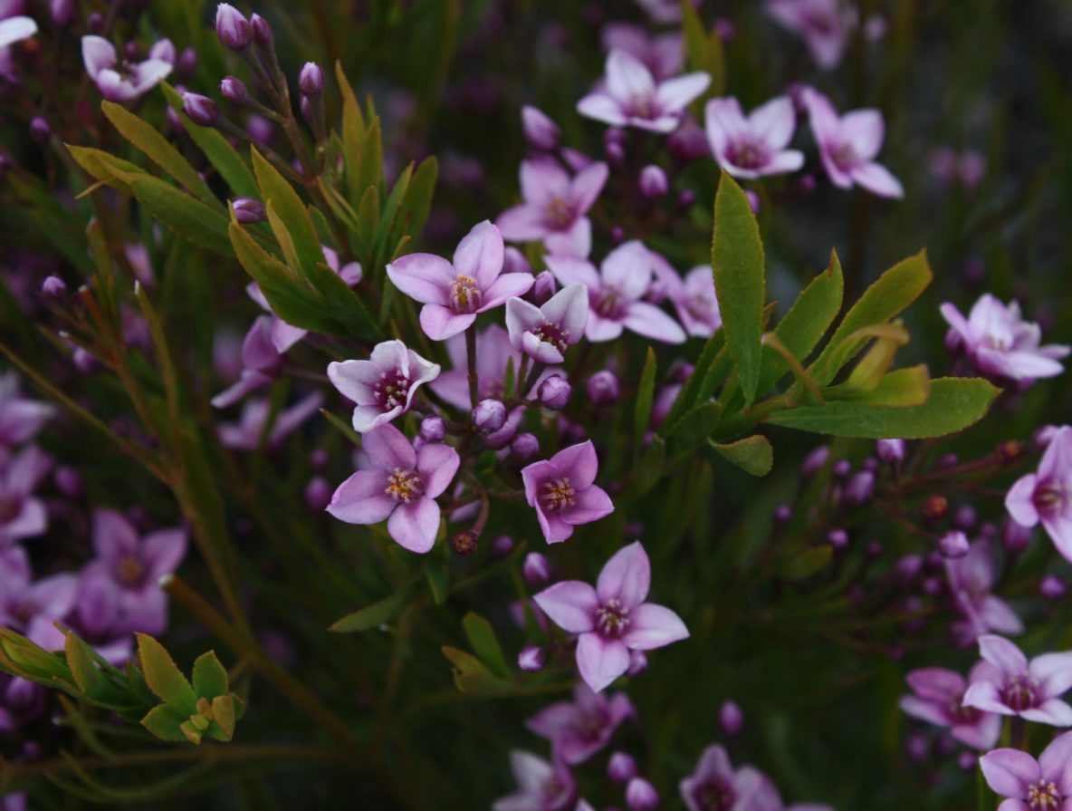 Boronia Denticulata - Springvale Garden Centre