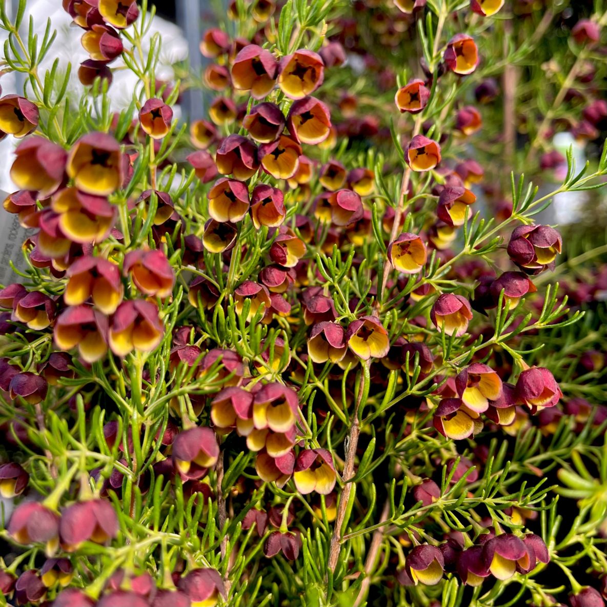 Boronia Megastigma Brown - Springvale Garden Centre