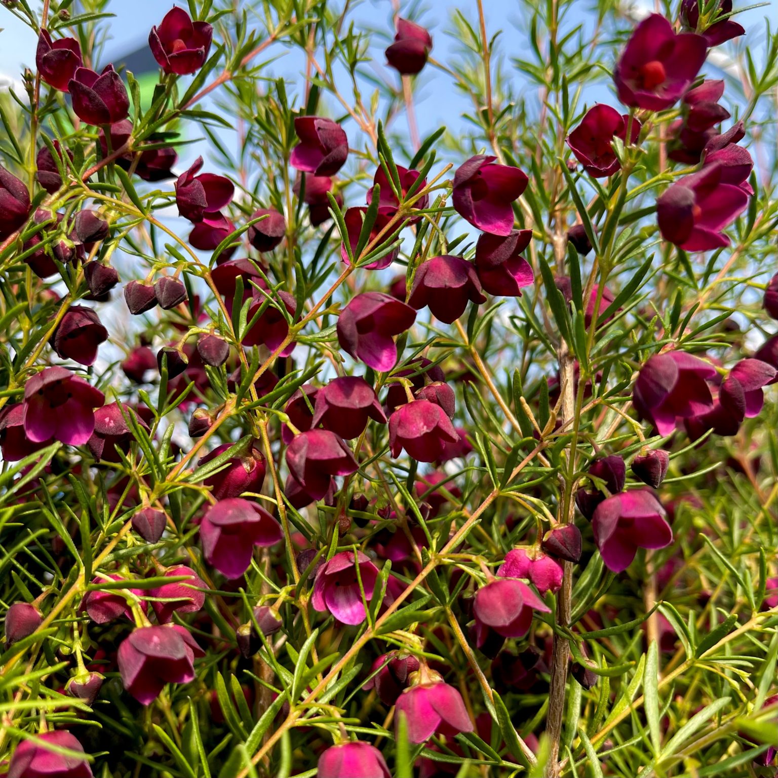 Boronia Purple Jared - Springvale Garden Centre