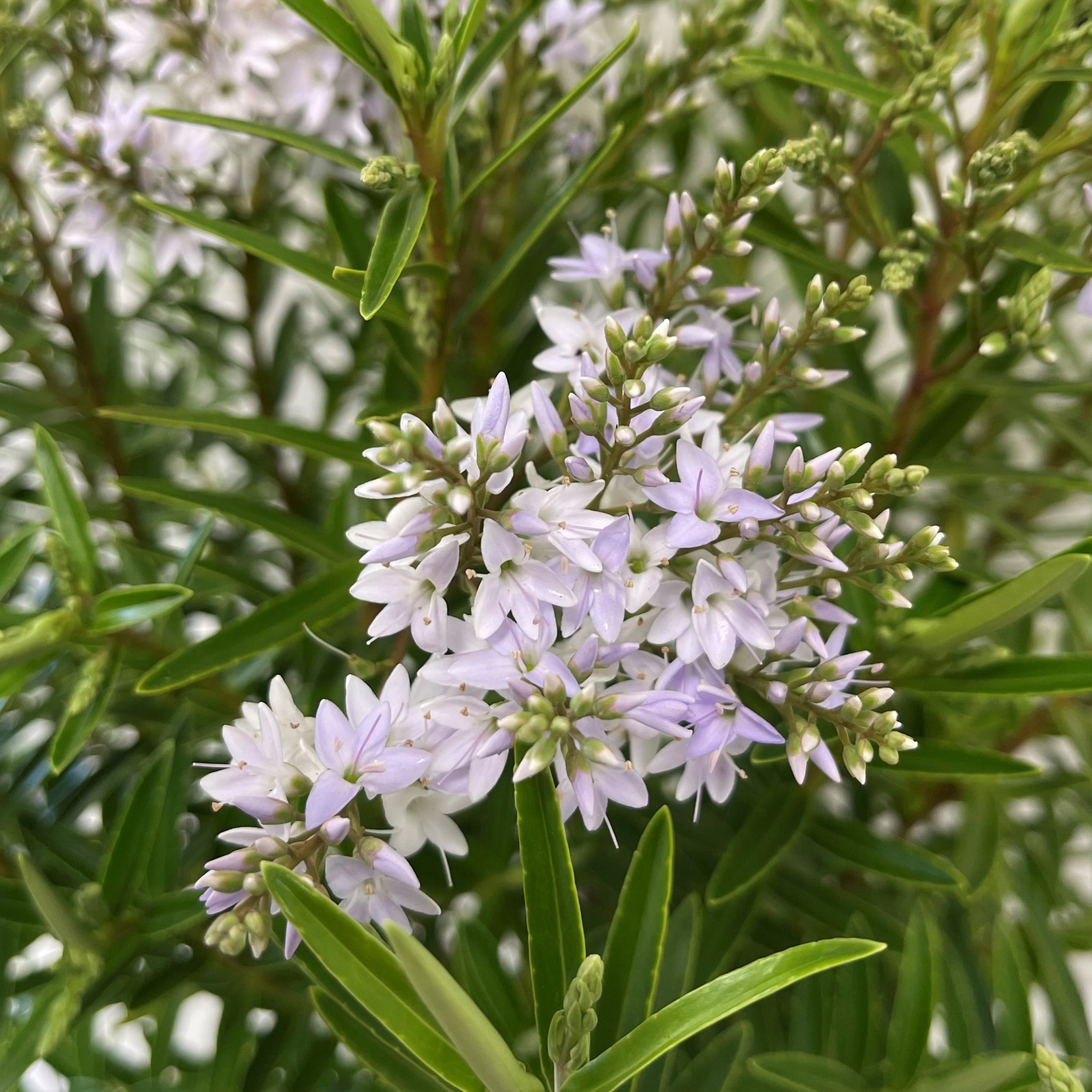 Hebe Diosmifolia - Springvale Garden Centre