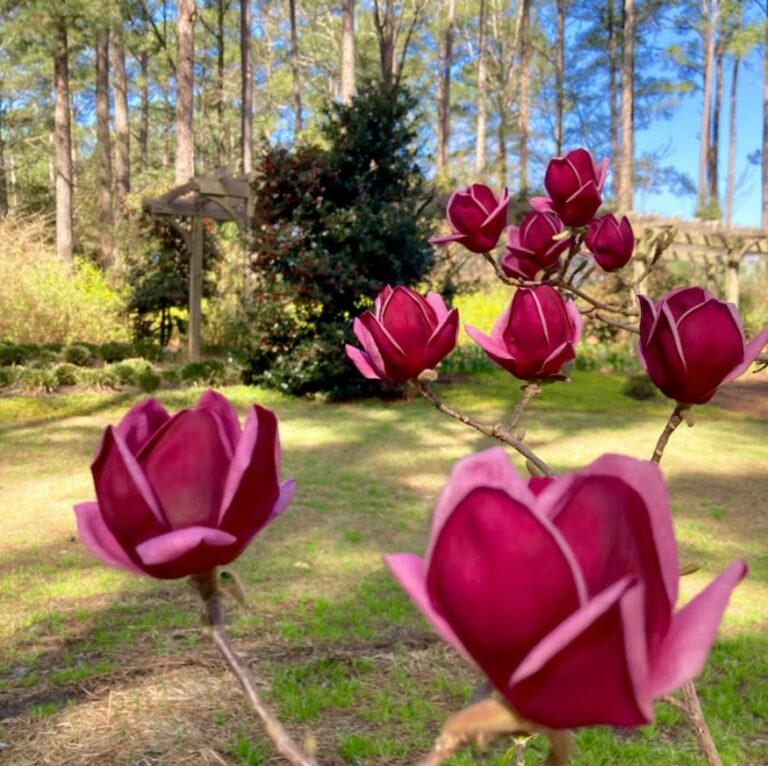 Magnolia Genie - Springvale Garden Centre