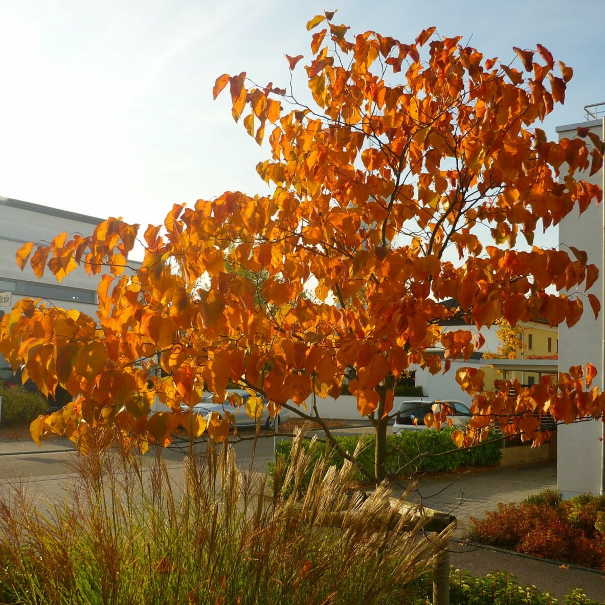 Cercis Forest Pansy 35lt - Springvale Garden Centre