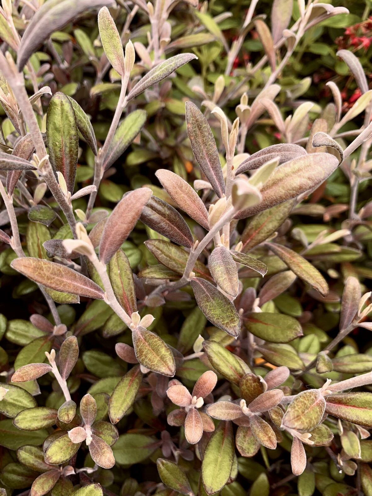 Corokia Frosted Chocolate - Springvale Garden Centre
