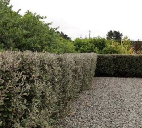 Corokia Frosted Chocolate - Springvale Garden Centre