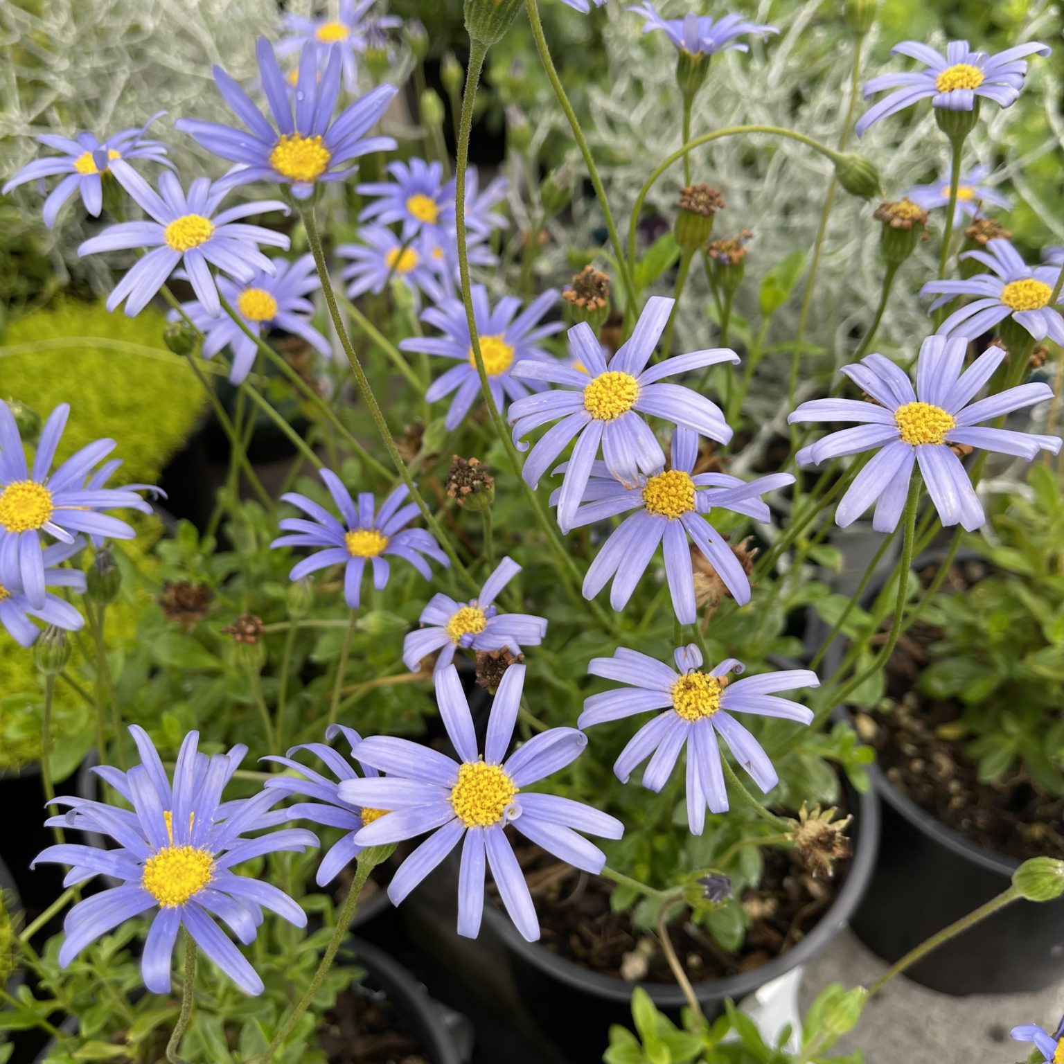 Felicia Amelloides 1.3L - Springvale Garden Centre