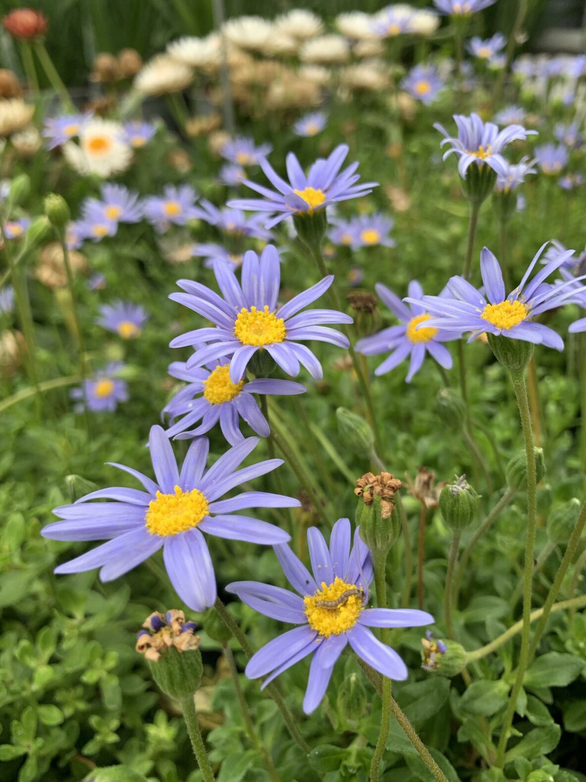 Felicia Amelloides 1.3L - Springvale Garden Centre