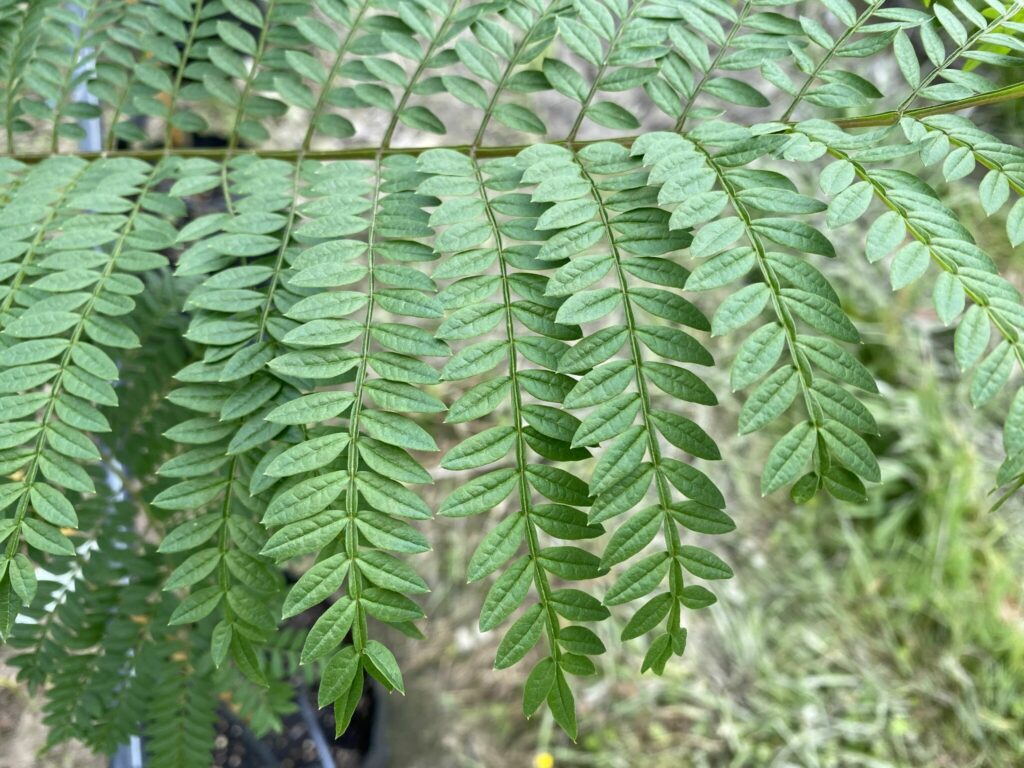 Jacaranda Mimosaefolia - Springvale Garden Centre
