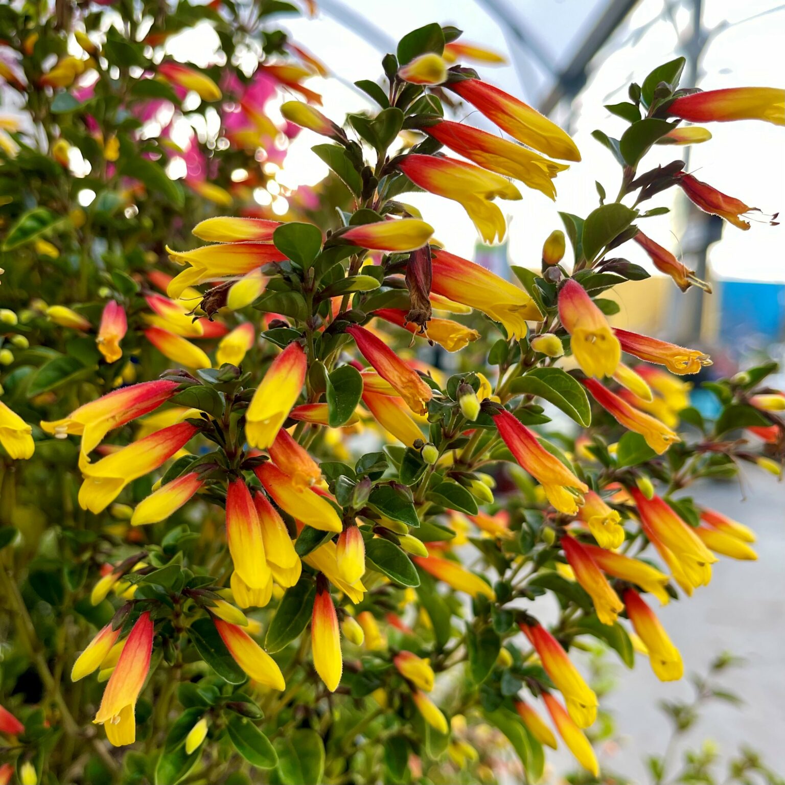 Jacobinia 7.5lt - Springvale Garden Centre