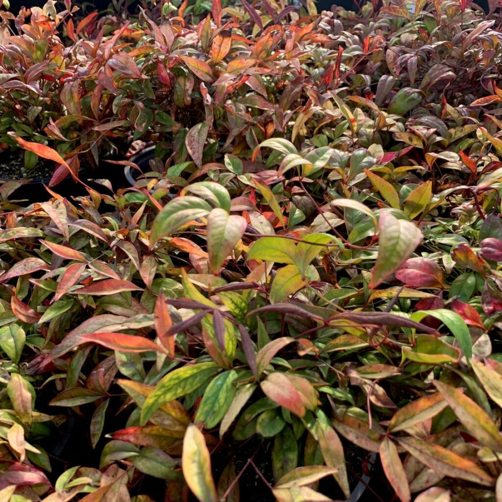 Nandina Pygmaea 1.3L - Springvale Garden Centre