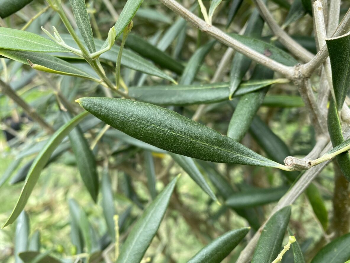Olea El Greco 7.5ltr - Springvale Garden Centre