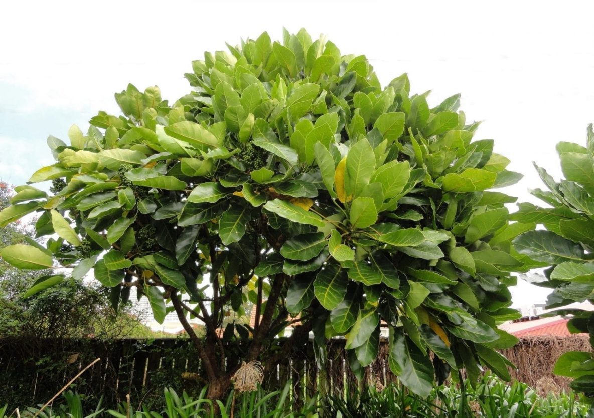 Puka Meryta Sinclairii 15cm - Springvale Garden Centre