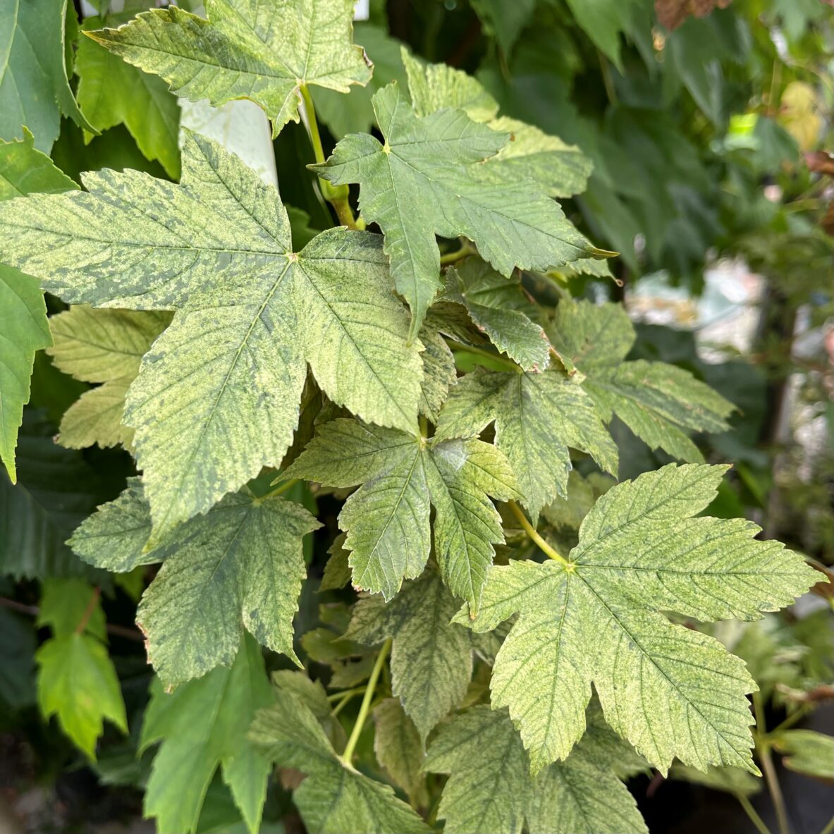 Acer Pseudo Esk Sunset - Springvale Garden Centre