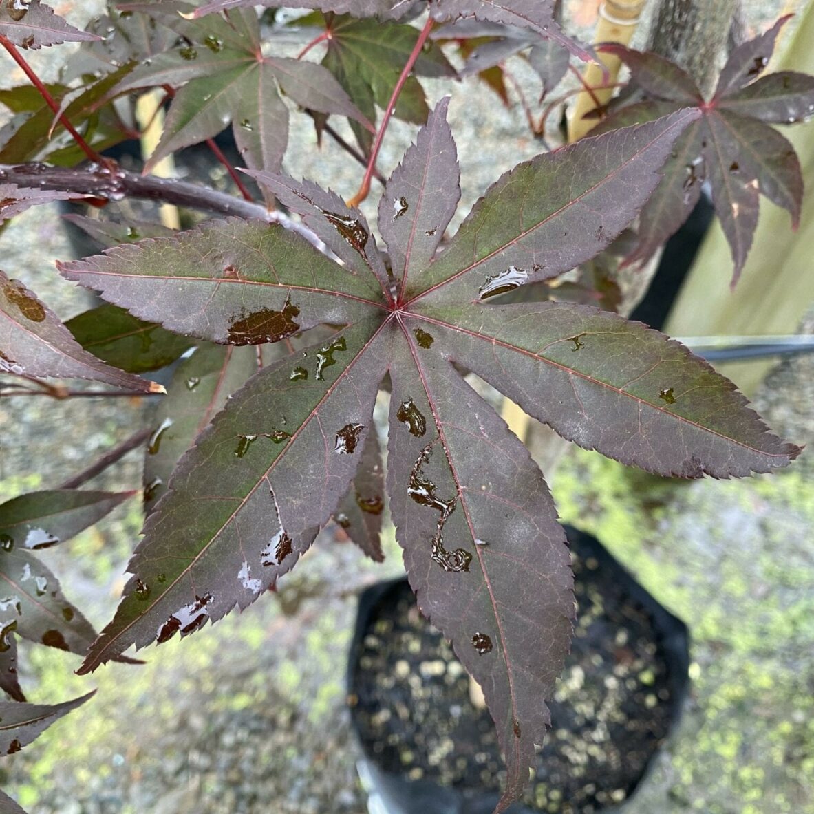 Acer p. 'Red Emperor' - Springvale Garden Centre