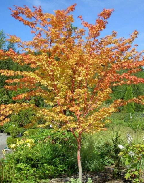 Acer 'Senkaki' - Springvale Garden Centre
