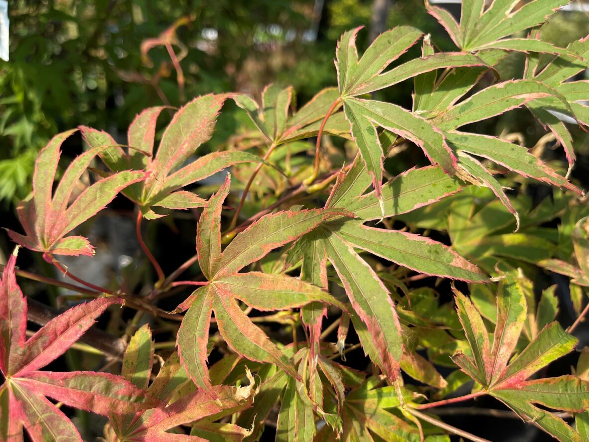 Acer p. 'Shiraz' Topiary - Springvale Garden Centre