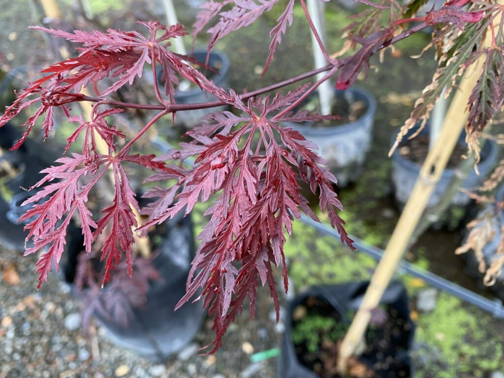 Acer diss. 'Tamukeyama' - Springvale Garden Centre