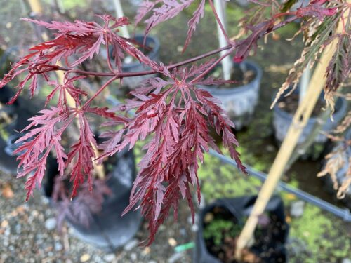 Acer diss. 'Tamukeyama' Topiary - Springvale Garden Centre