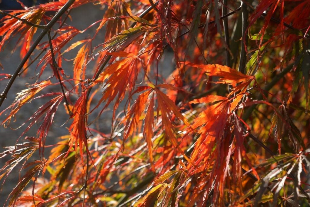 Acer diss. 'Tamukeyama' Topiary - Springvale Garden Centre