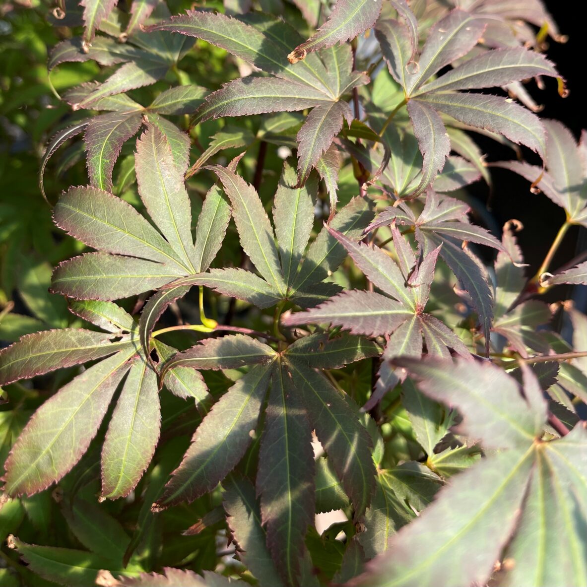 Acer p. 'Pixie' Topiary - Springvale Garden Centre