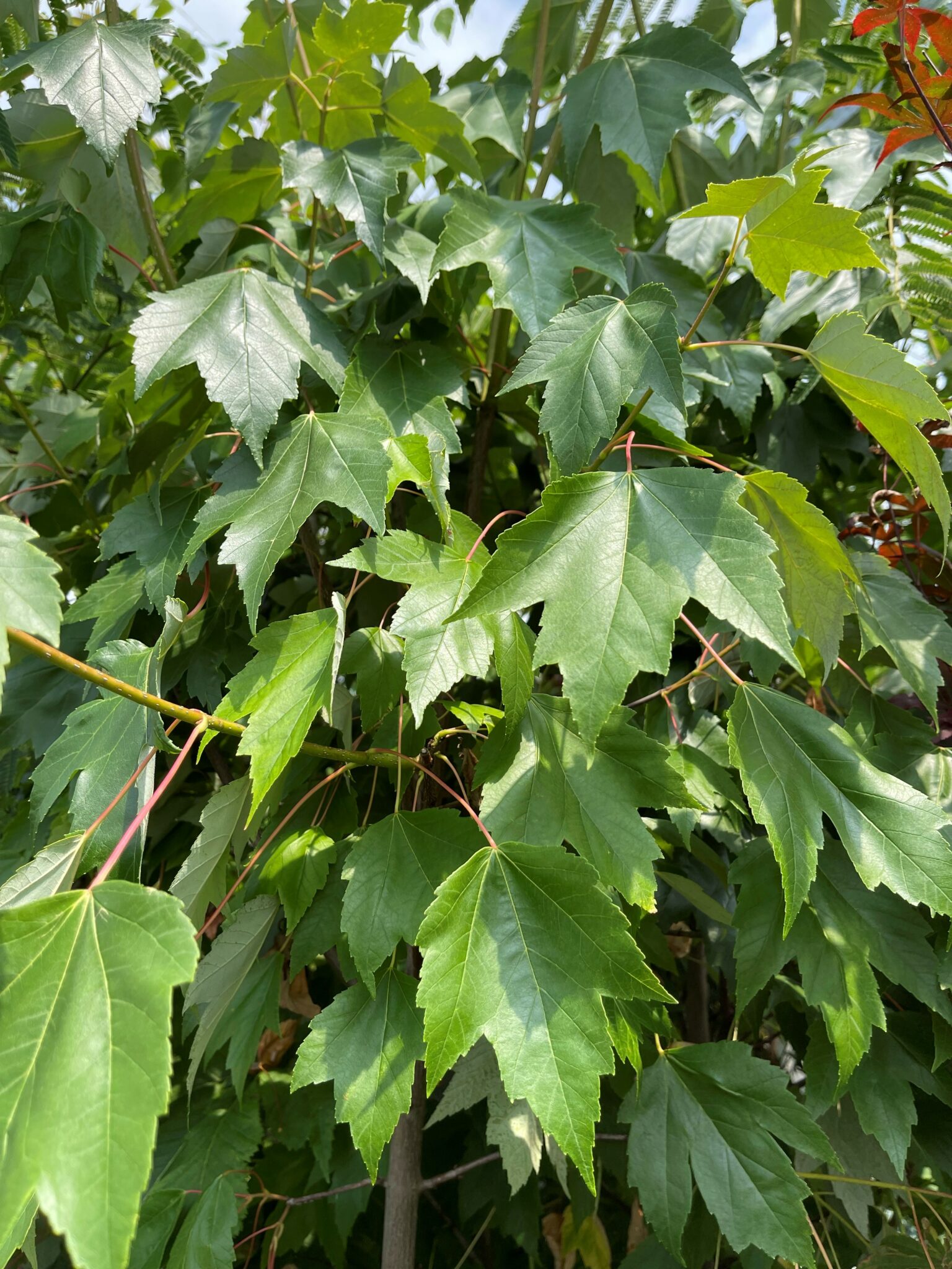 Acer rubrum 'Jeffers Red' - Springvale Garden Centre