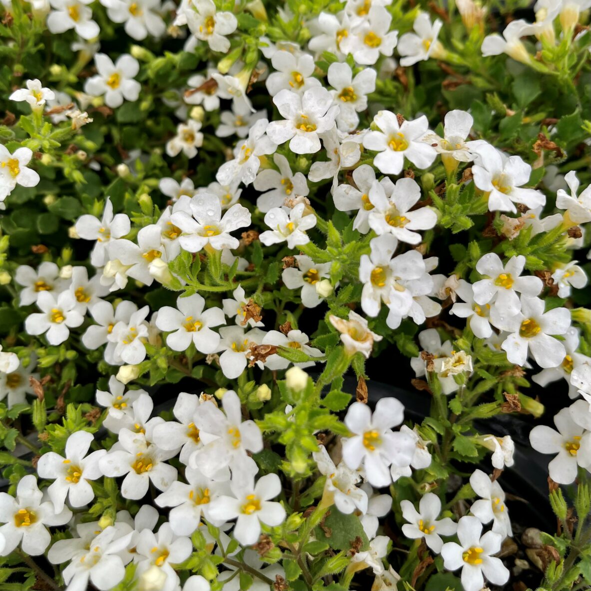 Bacopa White 1.3lt - Springvale Garden Centre