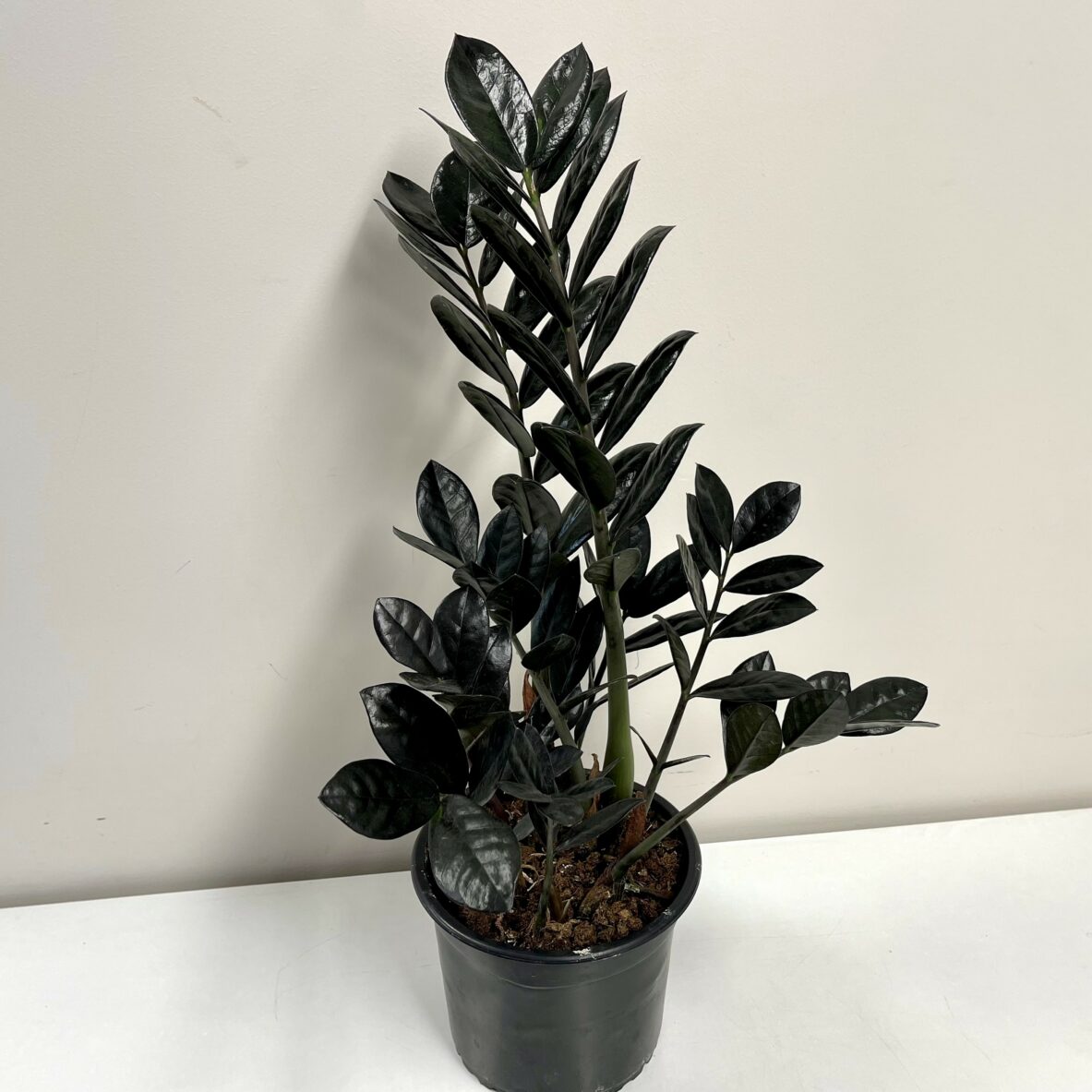 Zamioculcas Black Knight 14cm - Springvale Garden Centre