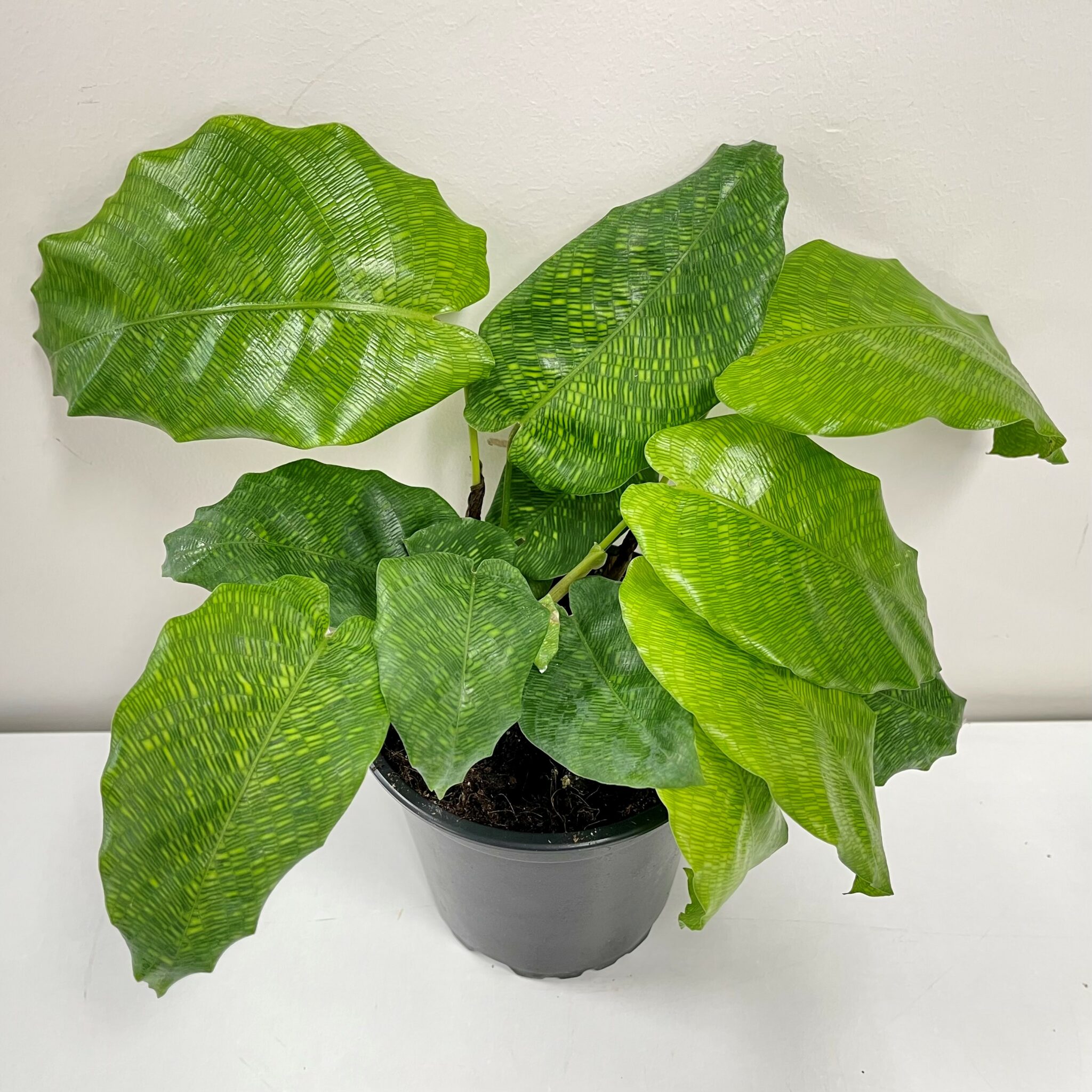 Calathea Network 12cm - Springvale Garden Centre