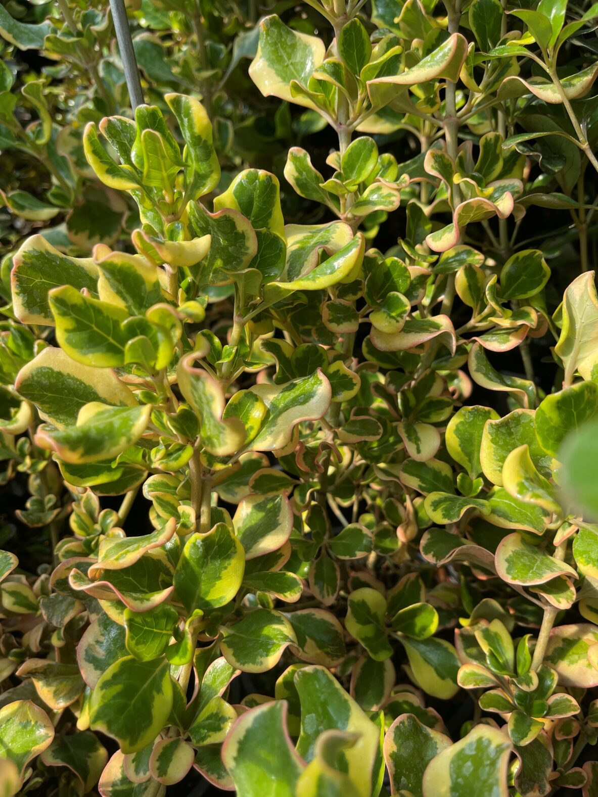 COPROSMA R. `PINK SPLENDOUR' - Springvale Garden Centre