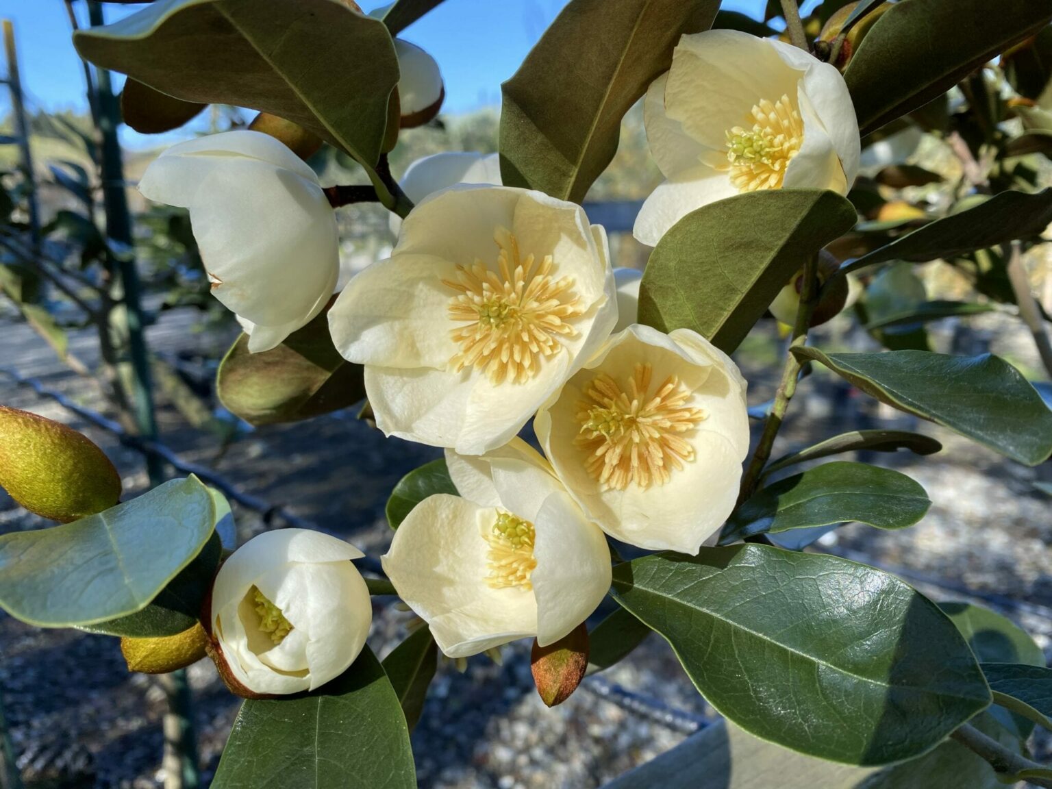 Michelia Gracipes - Springvale Garden Centre