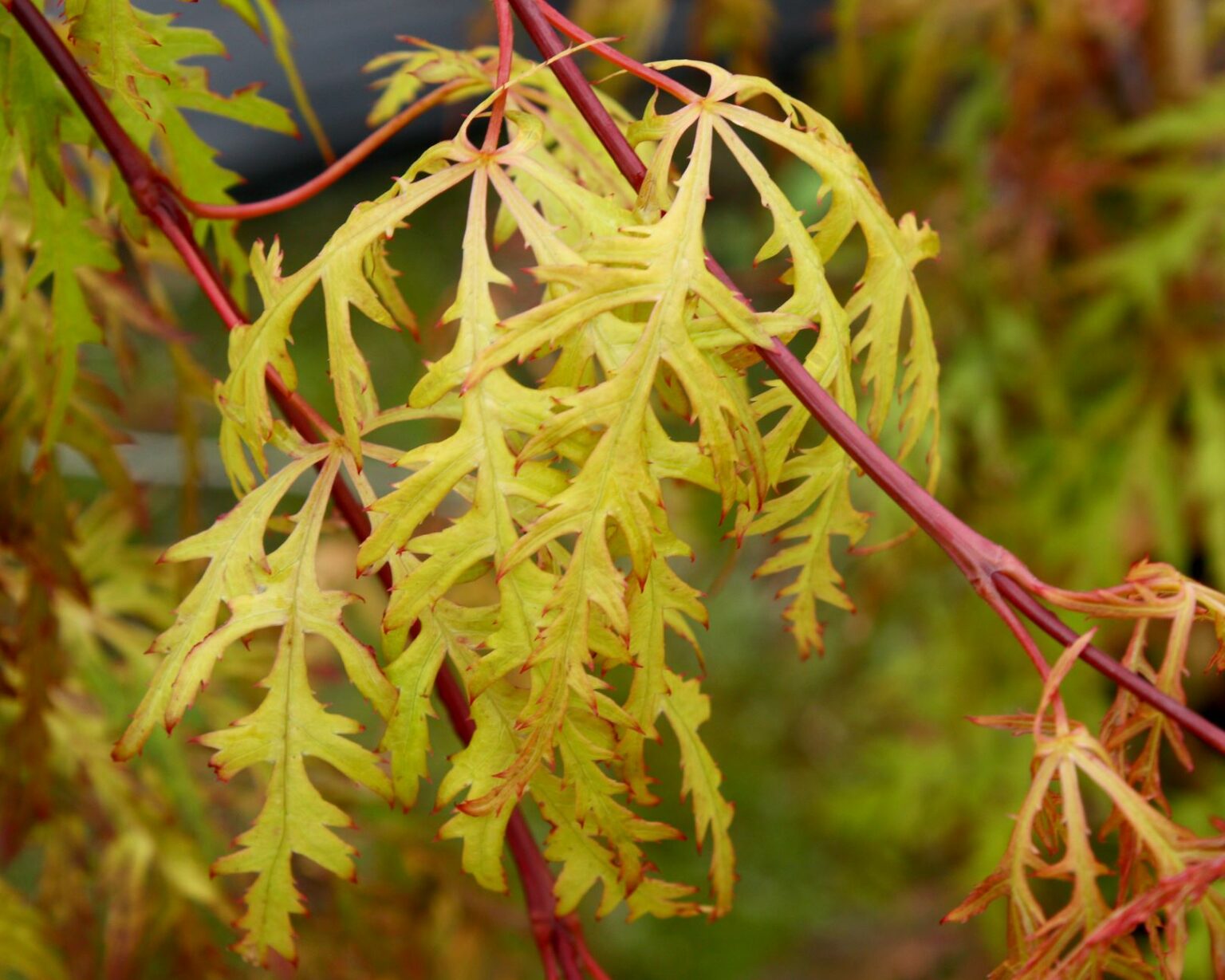 Acer diss. 'Moss Gold' H/W - Springvale Garden Centre