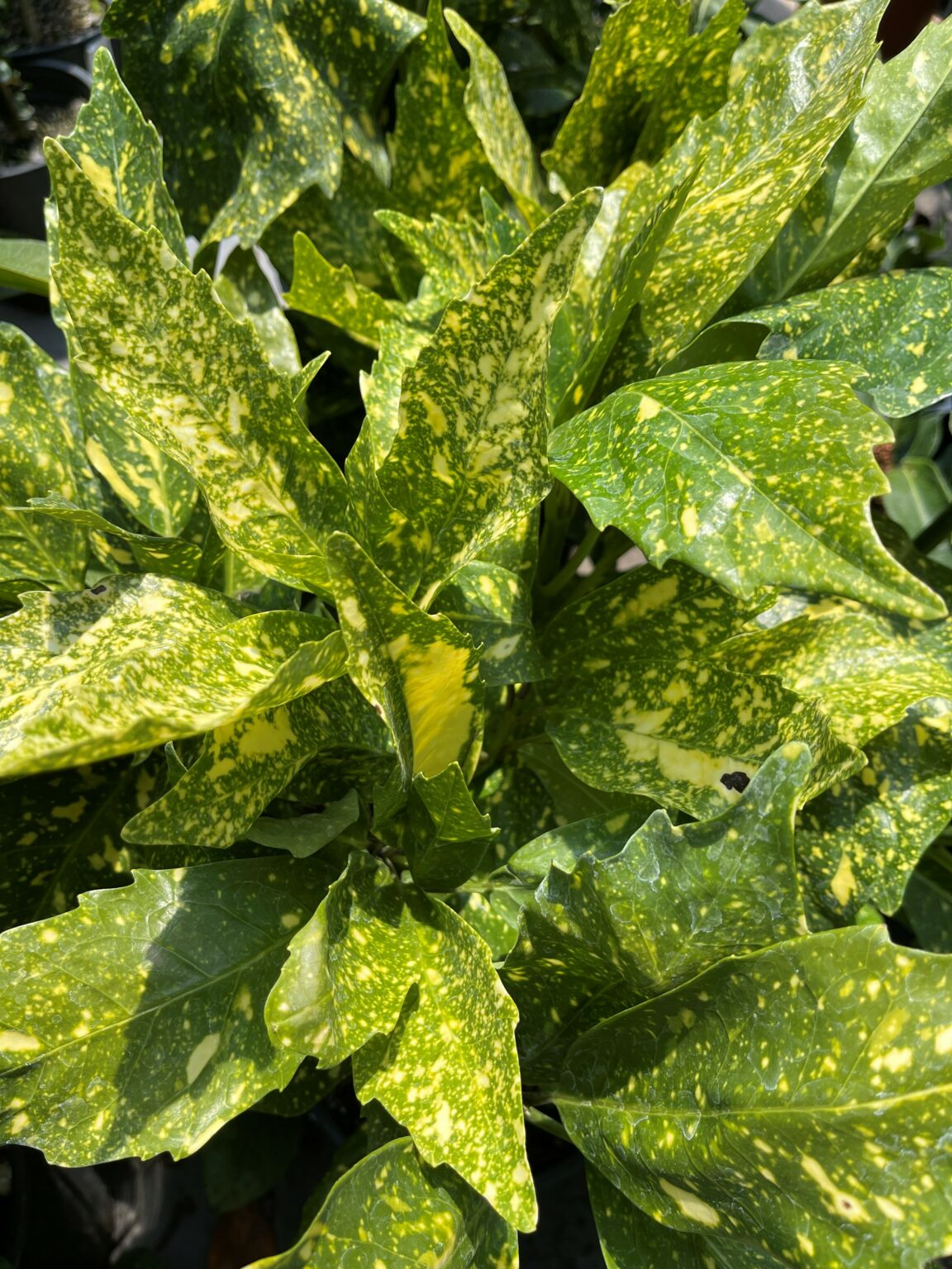 Aucuba Japonica - Springvale Garden Centre