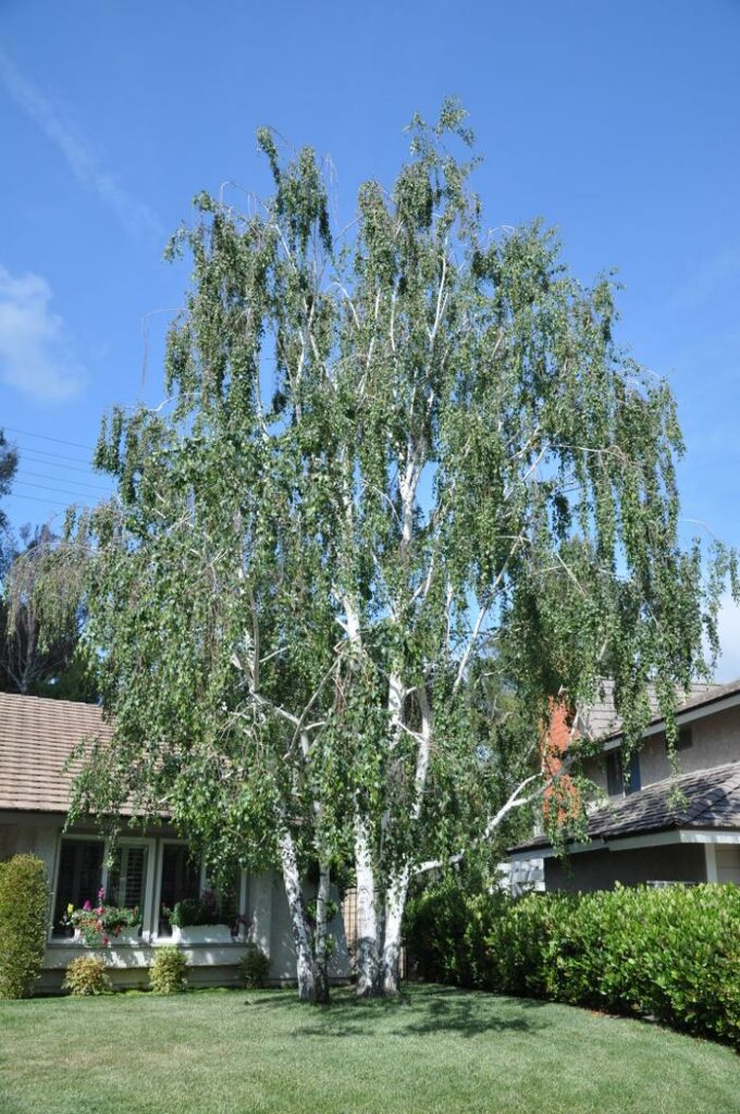 Betula pendula Alba PB18 - Springvale Garden Centre
