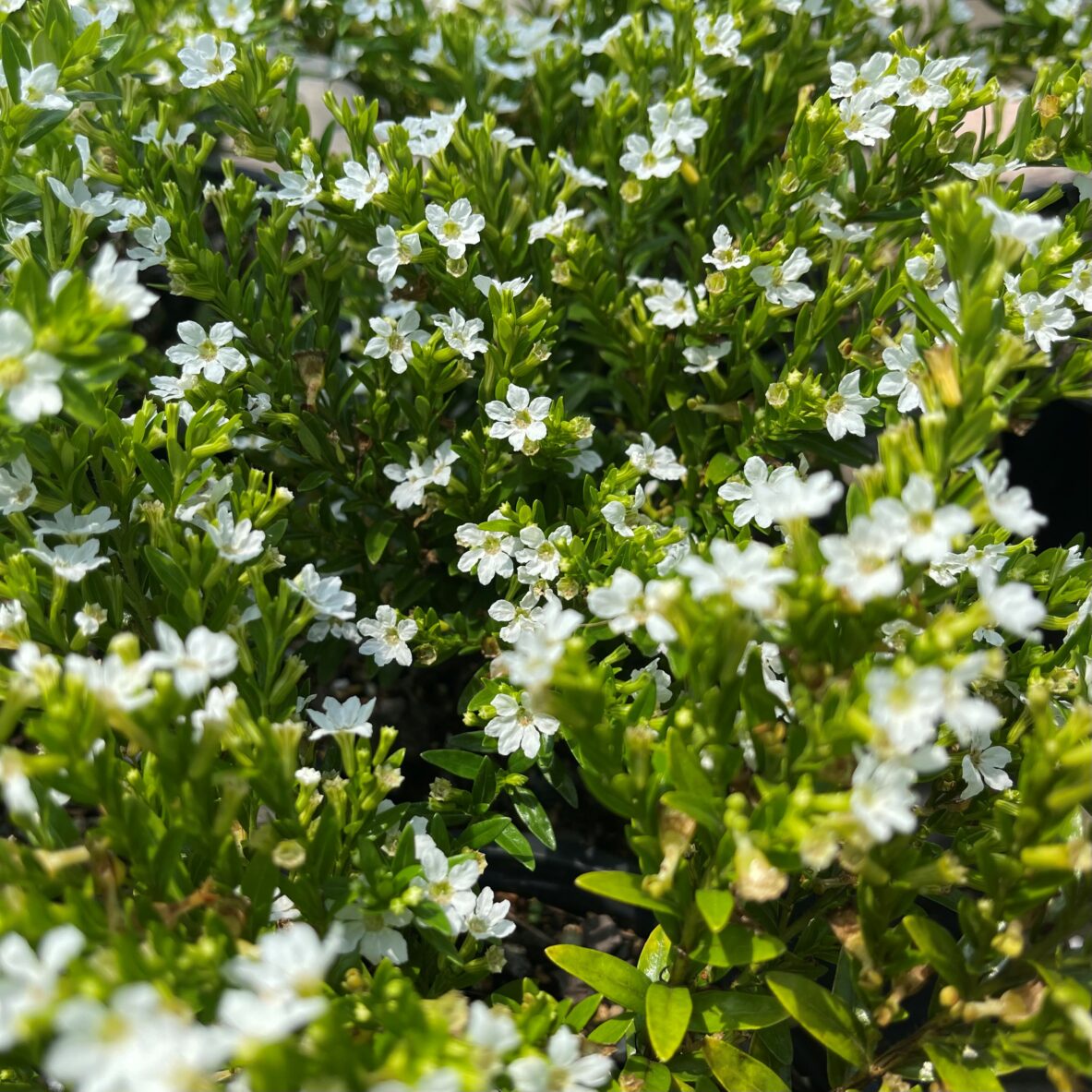 Cuphea Alba 1.3L - Springvale Garden Centre