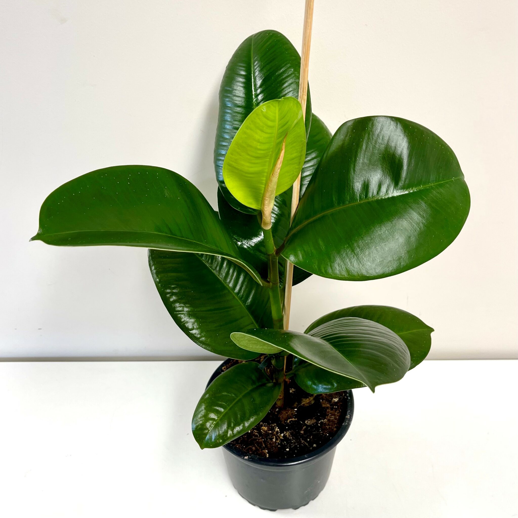Ficus Sofia 14cm - Springvale Garden Centre