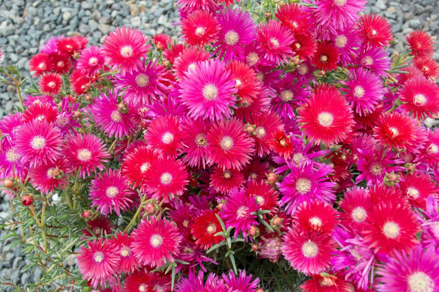 Lampranthus Rasberry Explosion - Springvale Garden Centre