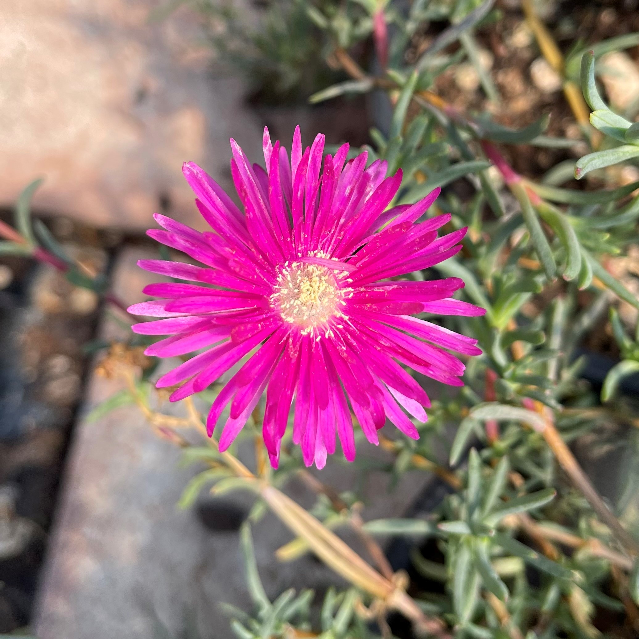 Lampranthus Rasberry Explosion - Springvale Garden Centre