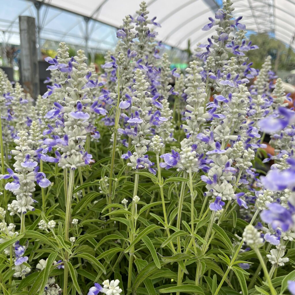 Salvia Sallyfun Sky Blue - Springvale Garden Centre